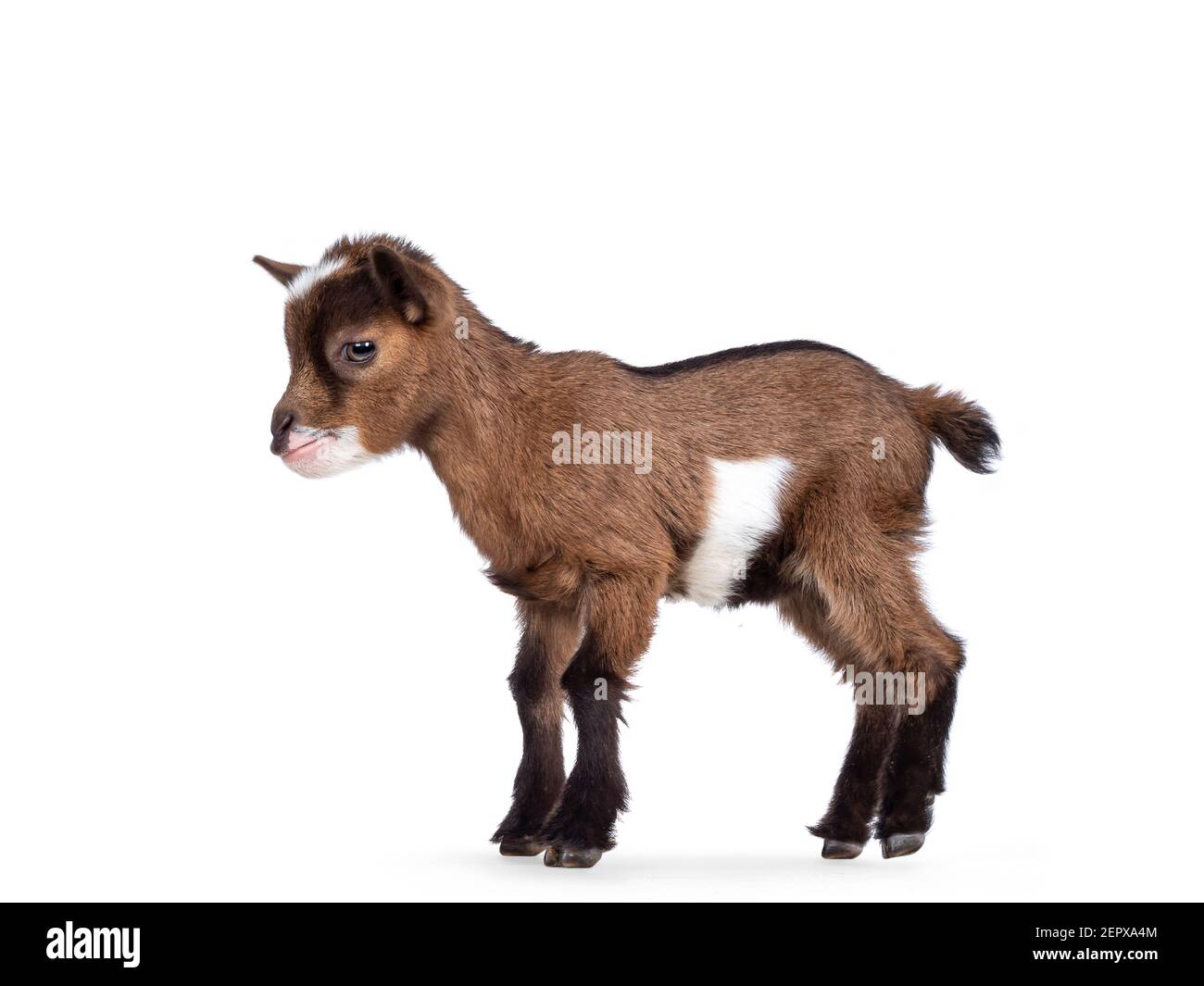 Bébé chèvre Banque de photographies et d’images à haute résolution - Alamy