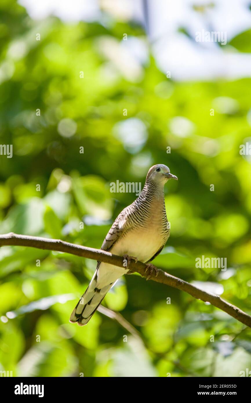 Dove family Banque de photographies et d’images à haute résolution - Alamy