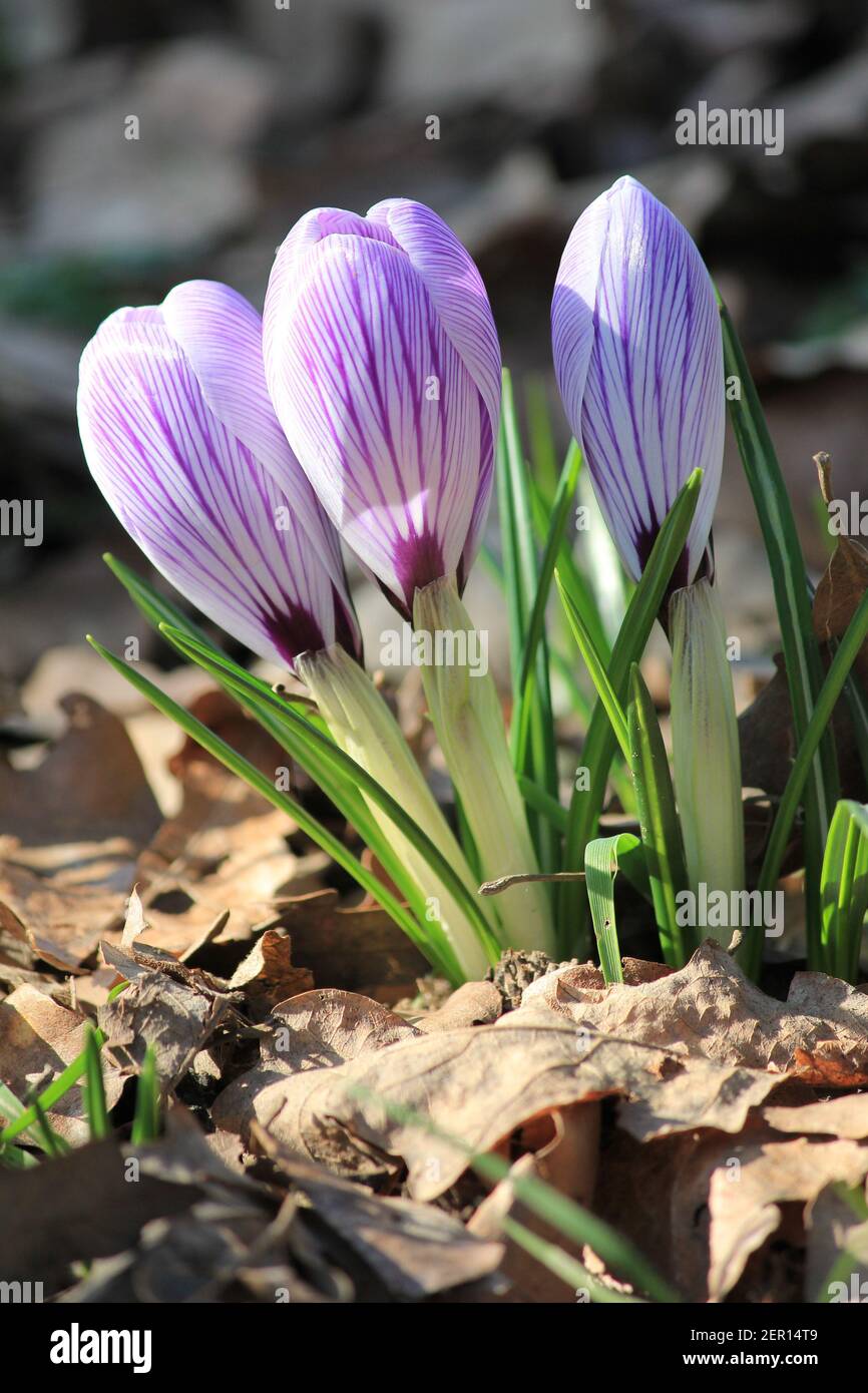 Fleurs en forme de calice Banque de photographies et d’images à haute ...