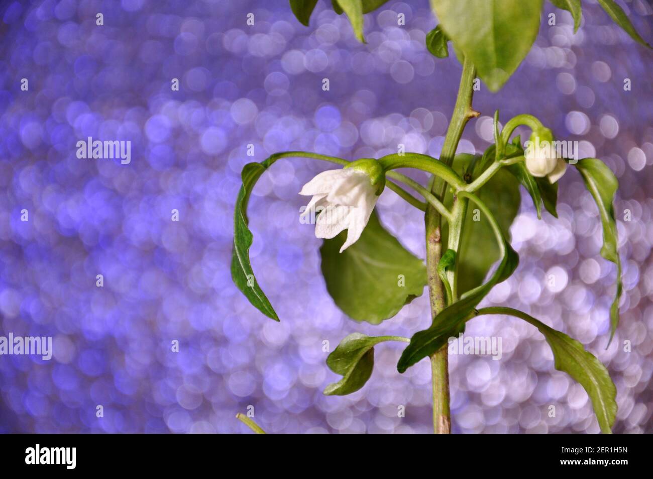 Fleur de piment Banque de photographies et d’images à haute résolution ...