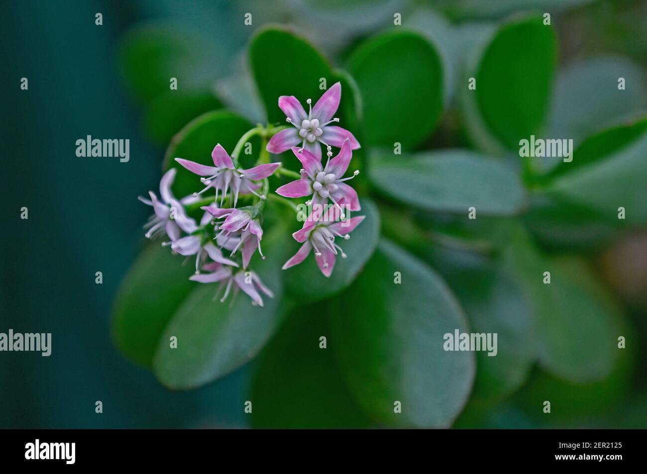 Crassula ovata rose Banque de photographies et d’images à haute ...