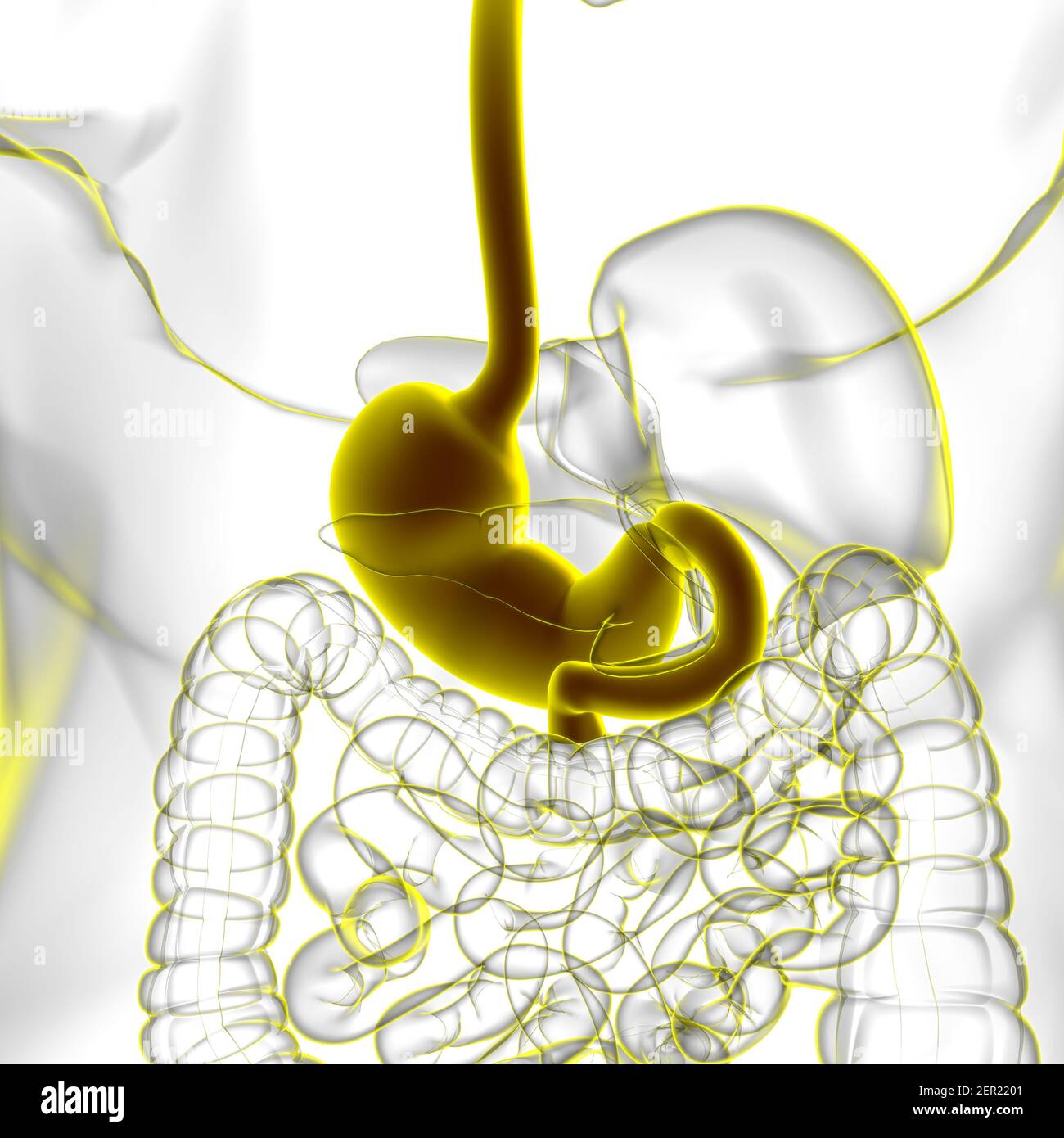 Anatomie de l'estomac système digestif humain pour concept médical ...