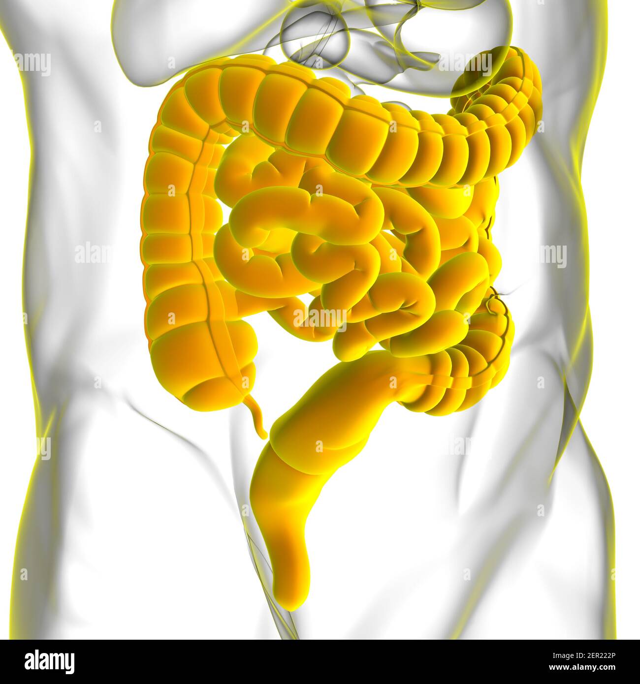 Intestin grêle et gros intestin 3D Illustration système digestif humain ...