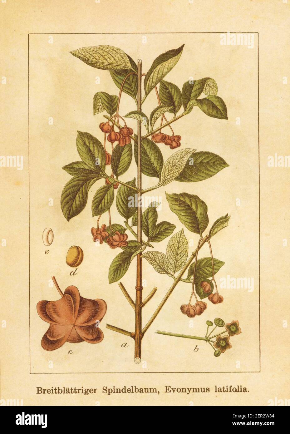 Arbre fusain euonymus latifolius Banque de photographies et d’images à ...