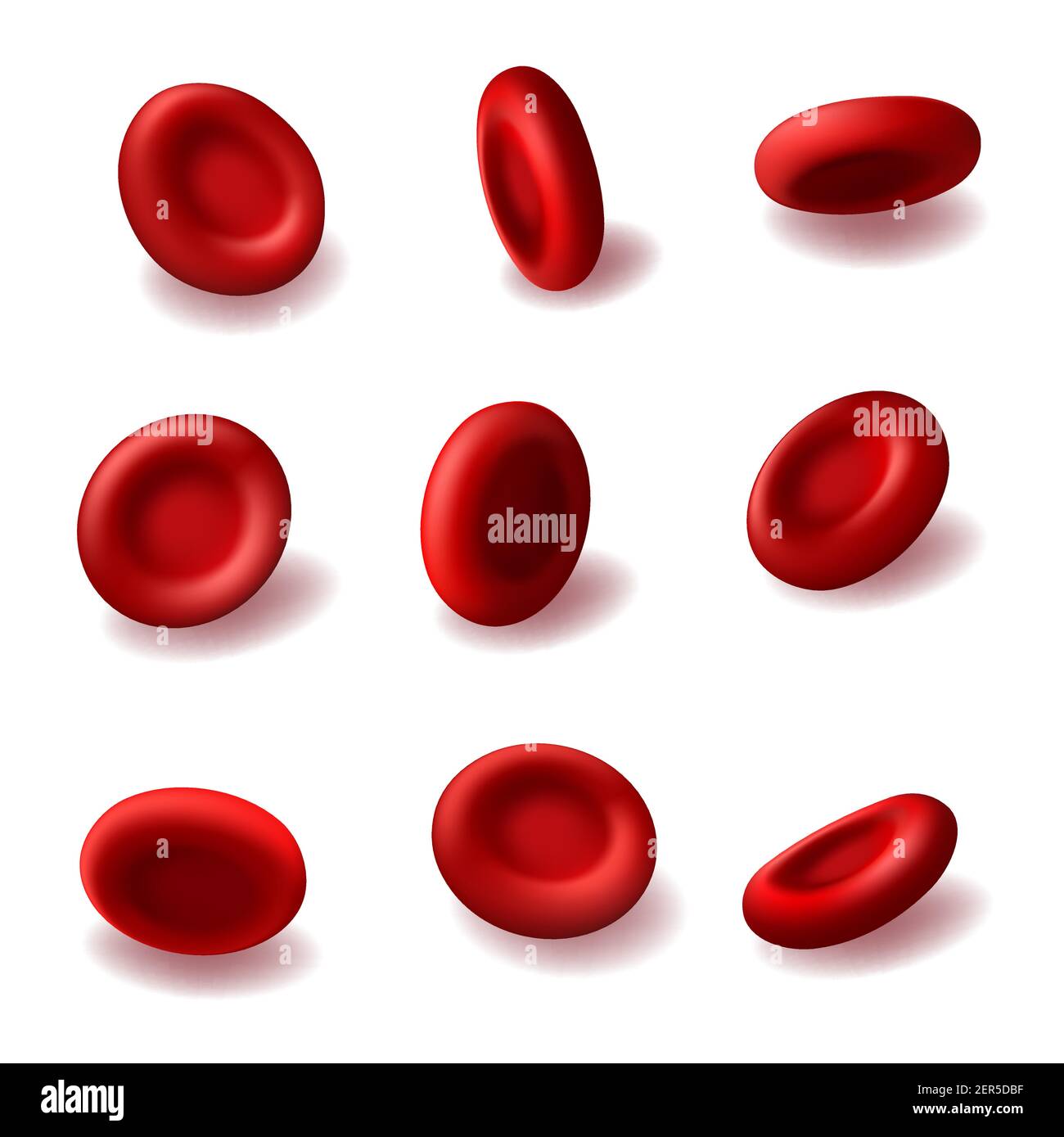 Globules rouges vecteur 3d hémoglobine, hématologie médecine, anatomie ...