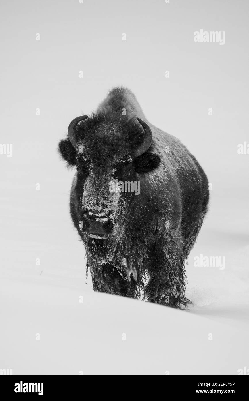 Bison dans la neige Banque d'images noir et blanc - Alamy