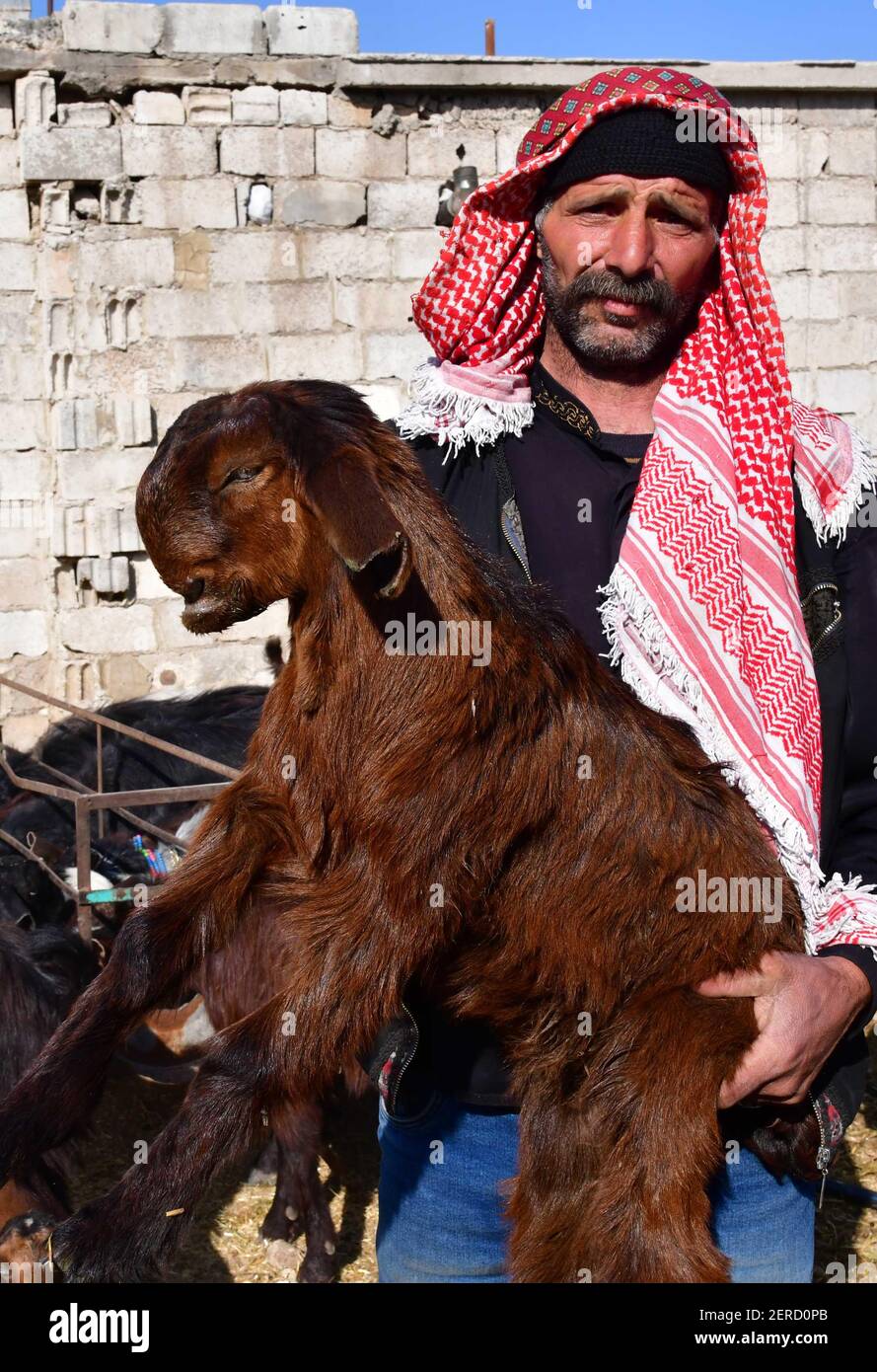 Damascus goat Banque de photographies et d’images à haute résolution ...