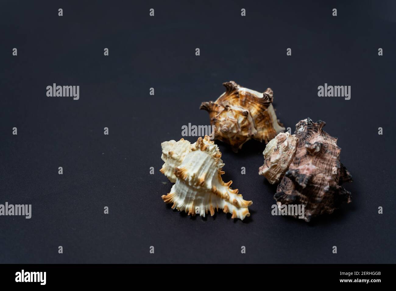 Gros escargots de mer Banque de photographies et d’images à haute ...
