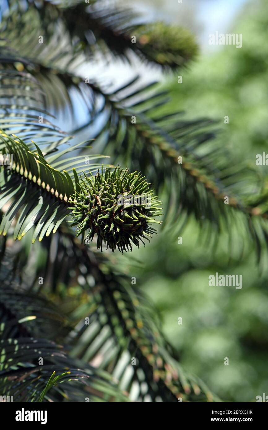 Wollemi pine blue mountains Banque de photographies et d’images à haute ...
