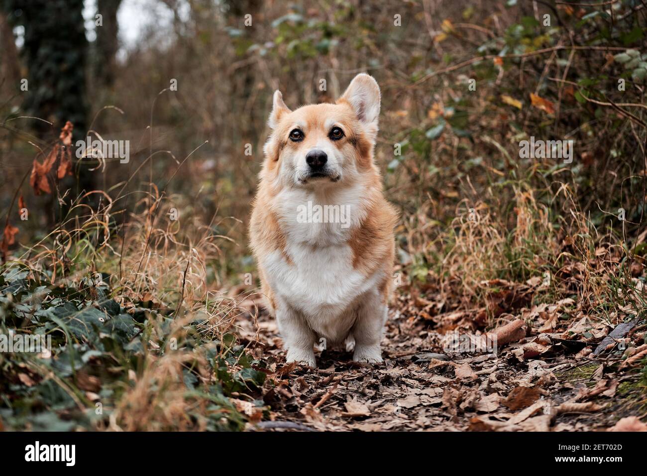 Corgi Tricolore Banque d'image et photos - Alamy