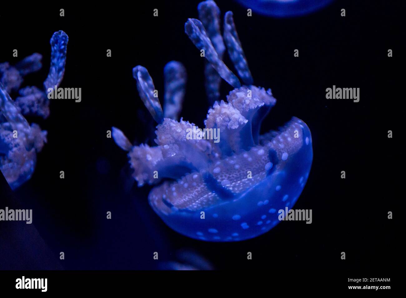 Phyllorhiza punctata méduse, également connue sous le nom de cloche ...