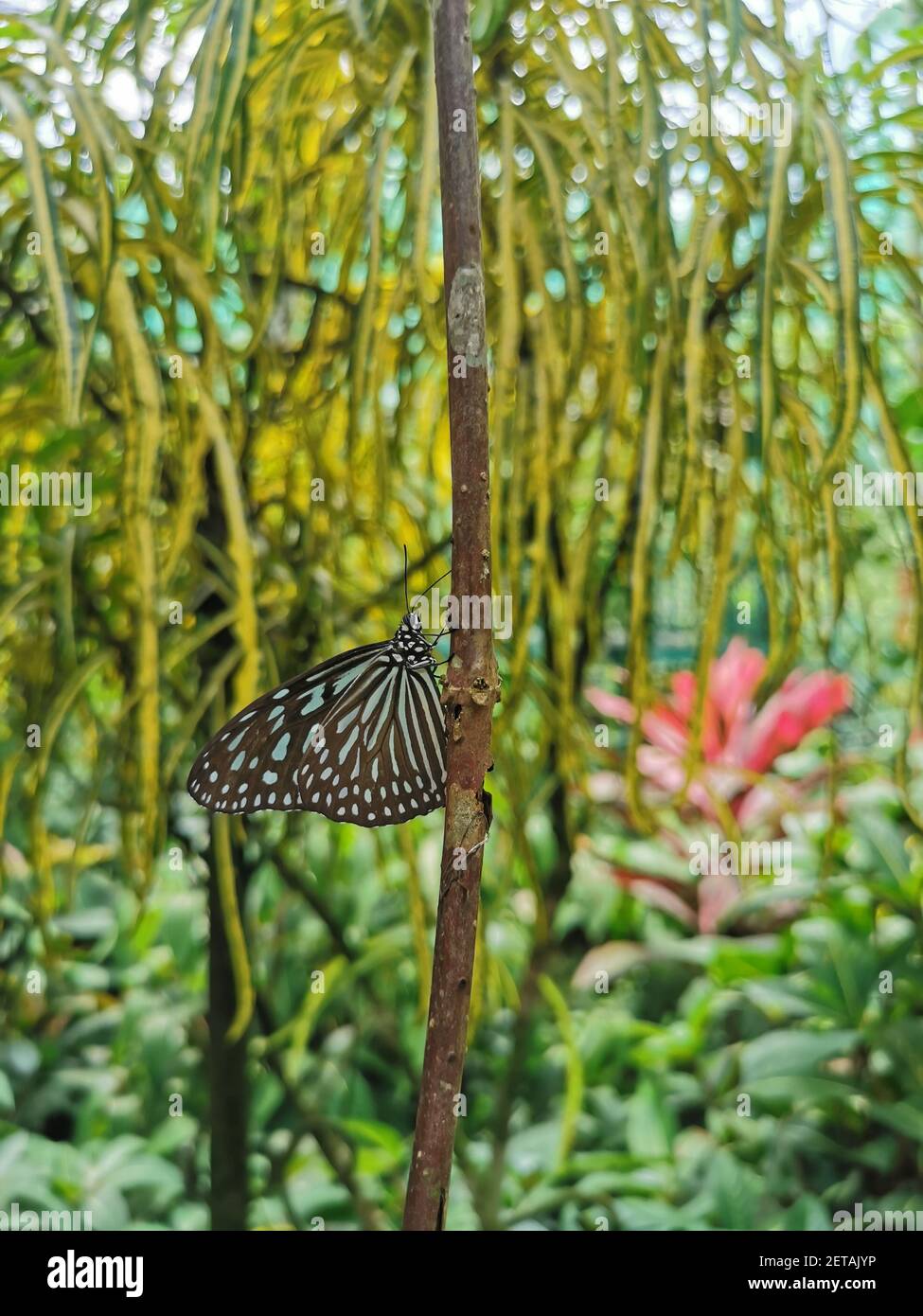 un cliché vertical d'un papillon noir-blanc sur le fin pousse d'une ...