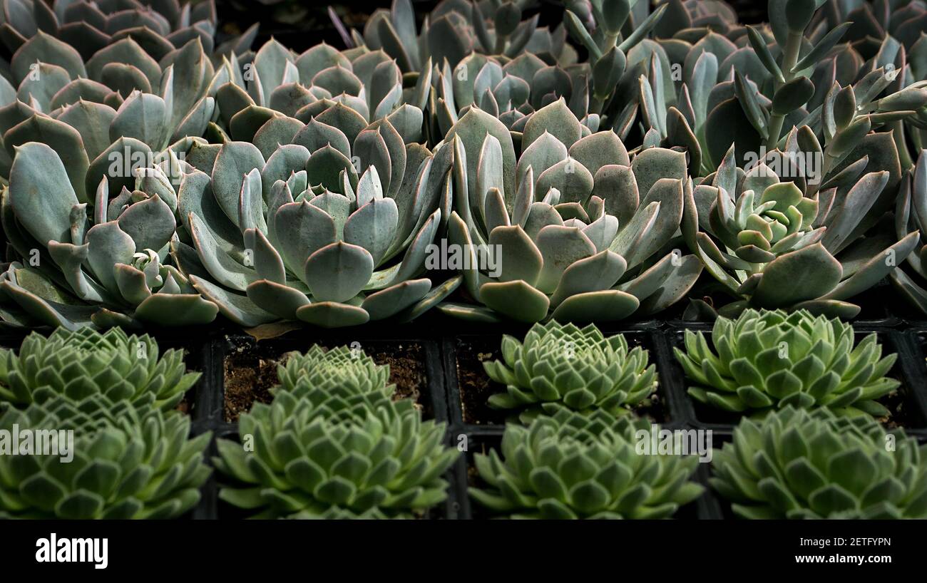 Plantes succulentes Banque de photographies et d’images à haute ...