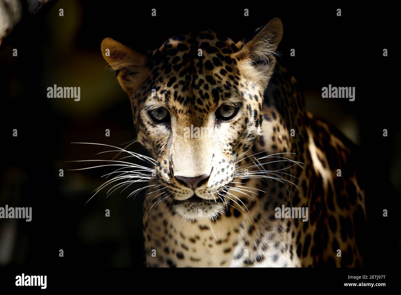 (170311) -- YANGON, 11 mars 2017 (Xinhua) -- photo prise le 11 mars ...