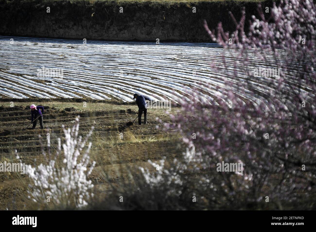 (170413) -- YINCHUAN, 13 avril 2017 (Xinhua) -- photo prise le 13 avril ...