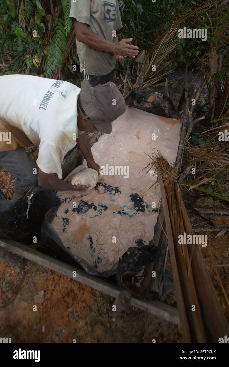 Traitement du palmier sagou Banque de photographies et d’images à haute ...