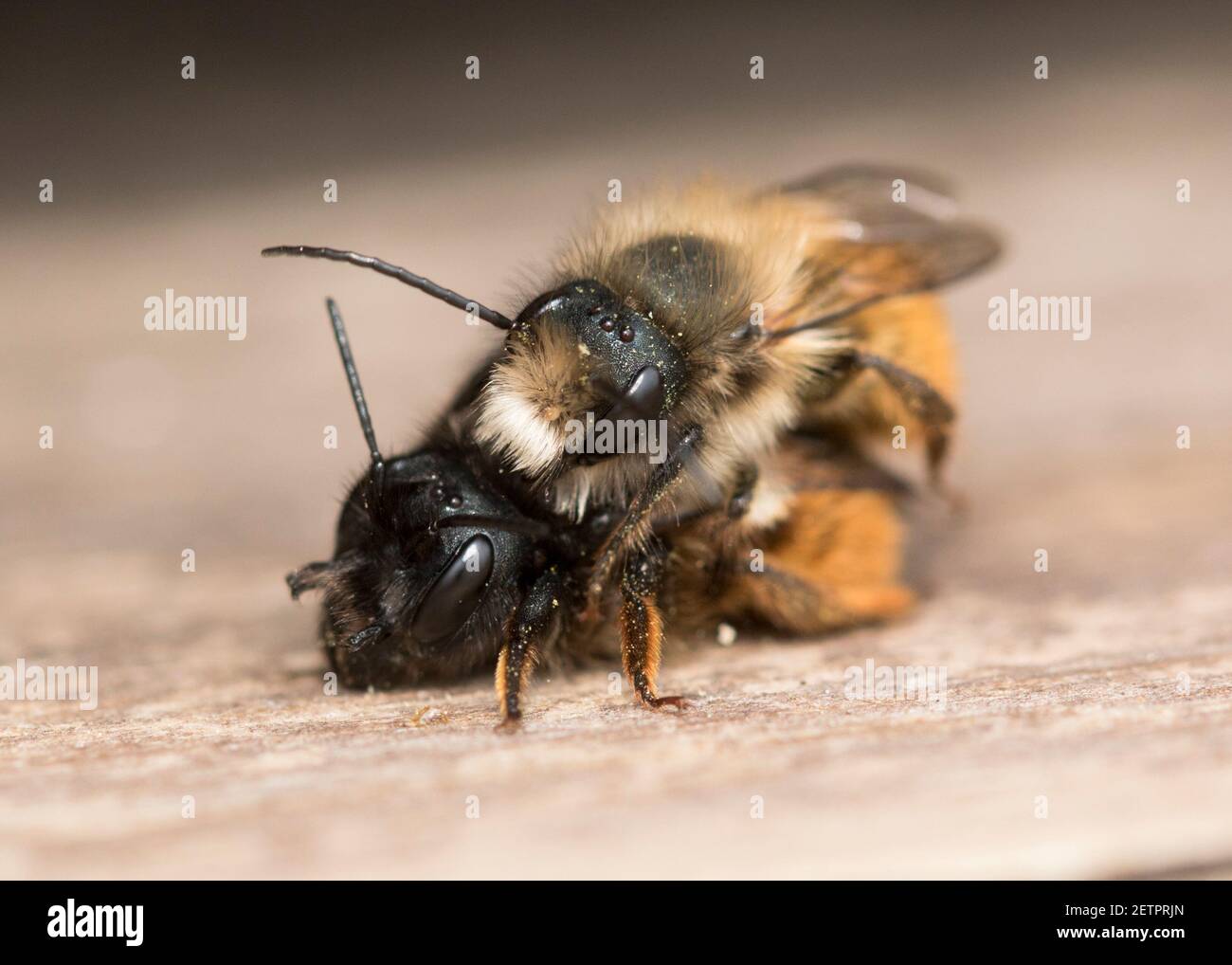 Accouplement osmia bicornis Banque de photographies et d’images à haute ...