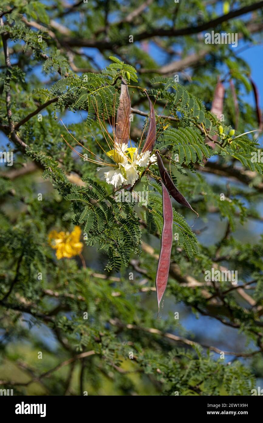 Plante flamboyante Banque de photographies et d’images à haute ...