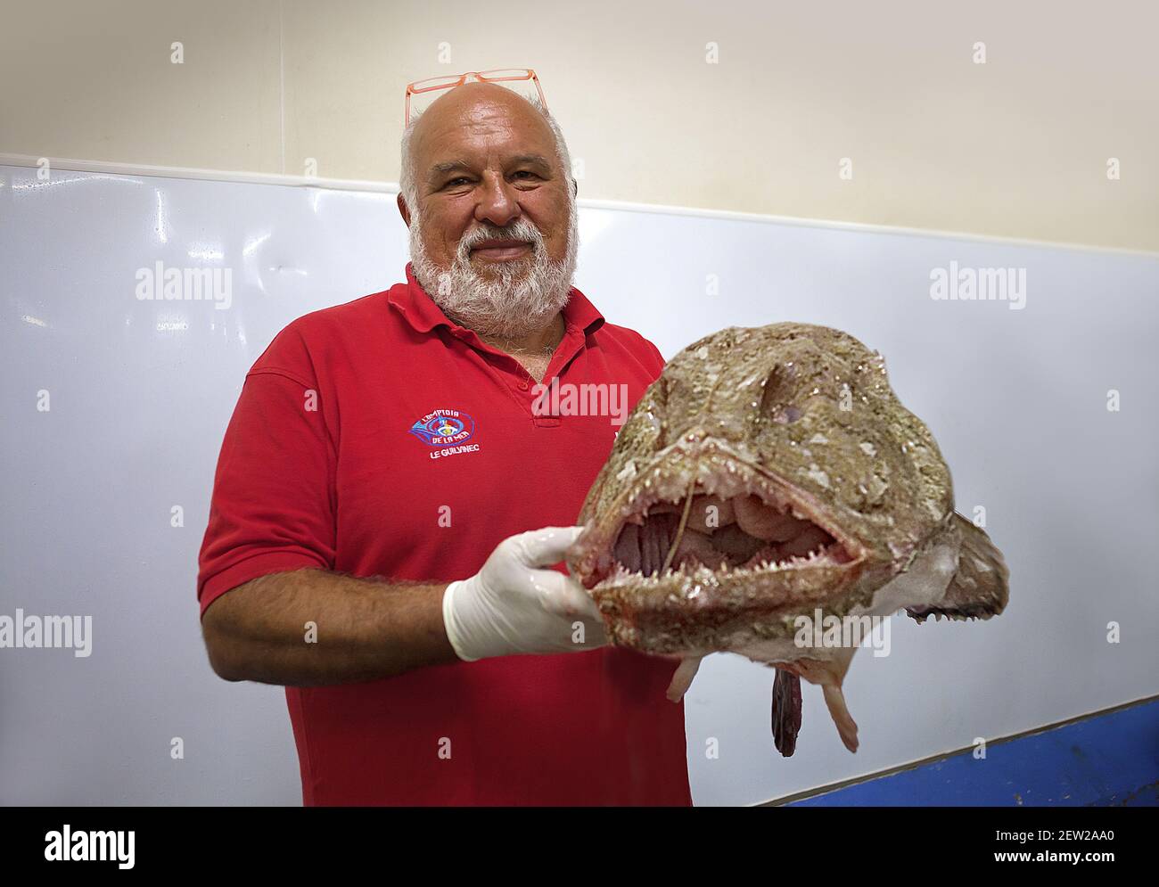 Lotte baudroie Banque de photographies et d’images à haute résolution ...