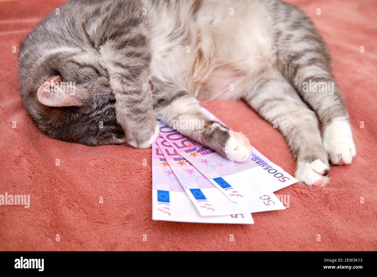 Billet euro humour Banque de photographies et d’images à haute ...