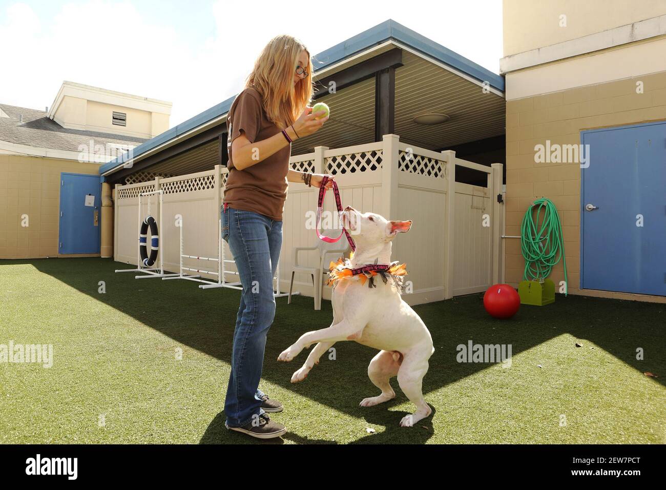 Rachel Grow, la directrice du refuge d'Orlando, prend Maximus pour ...