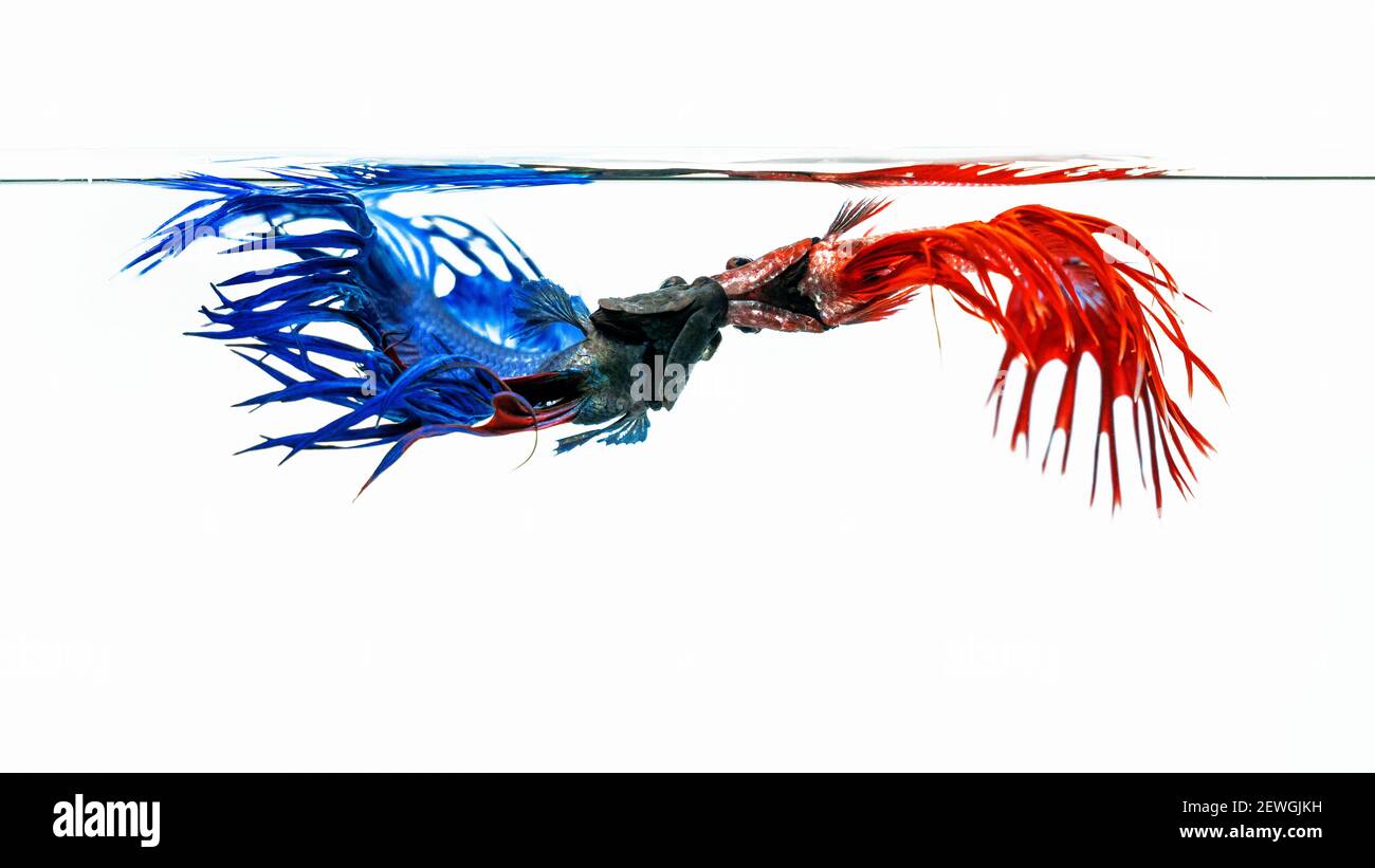 Poisson oreille d'éléphant Banque d'images détourées - Alamy