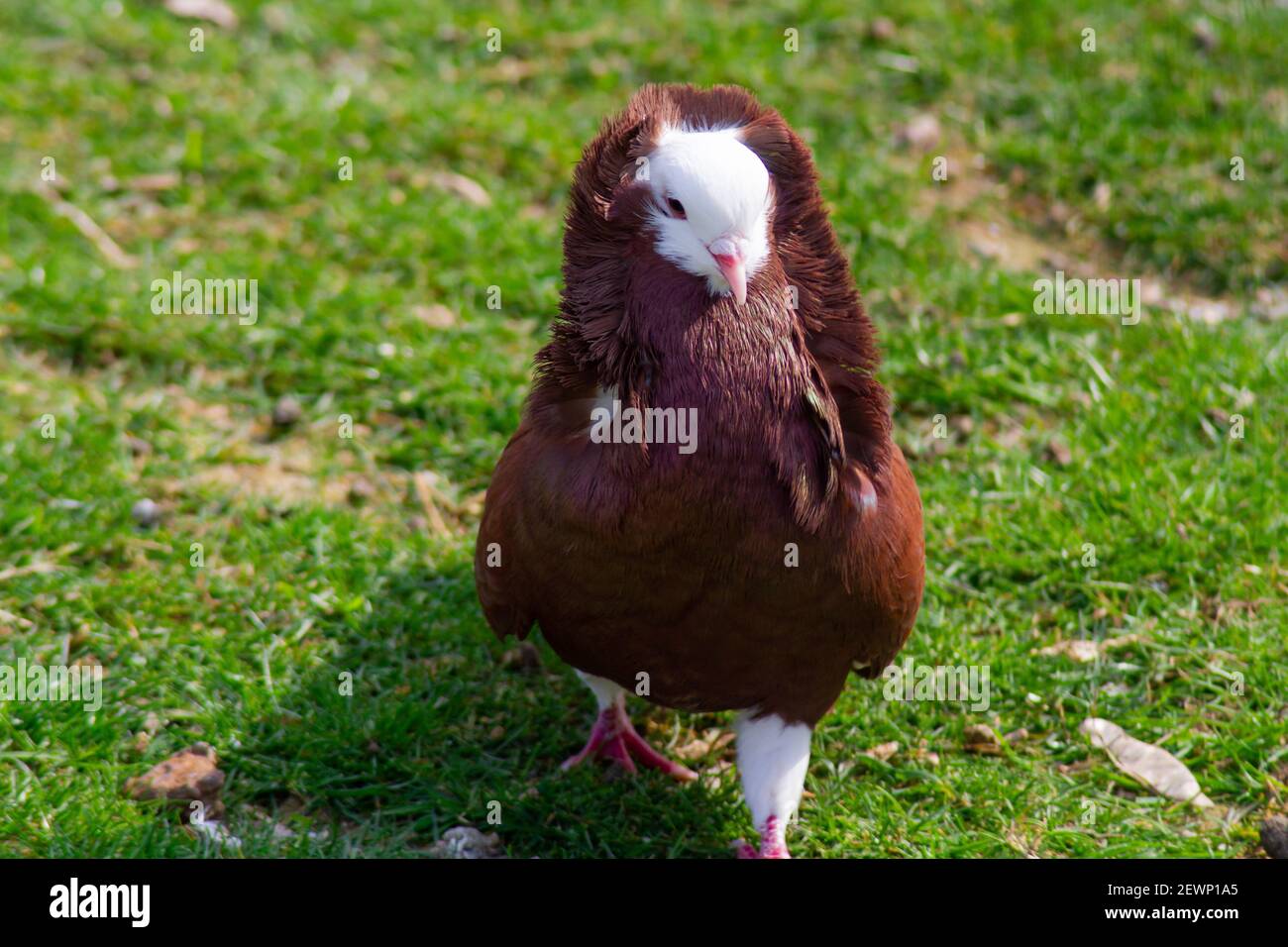 Pigeon brun et blanc de capuchin Banque de photographies et d’images à ...