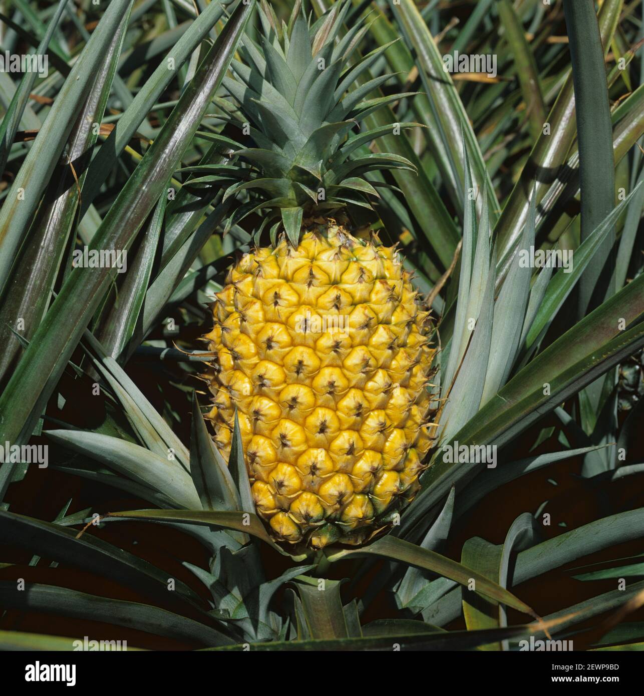 Plante d'ananas Banque de photographies et d’images à haute résolution ...