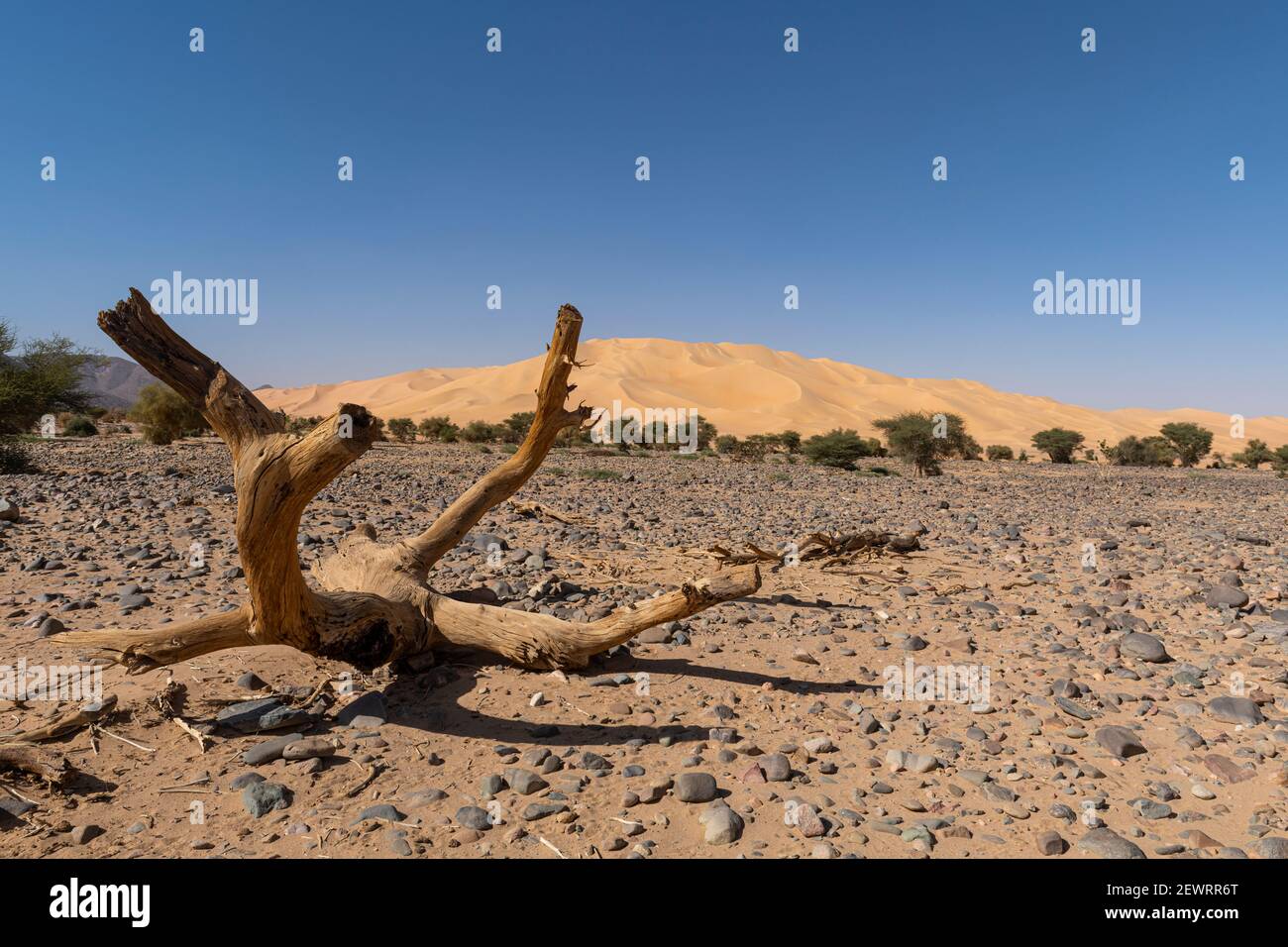 Sahara desert trees Banque de photographies et d’images à haute ...