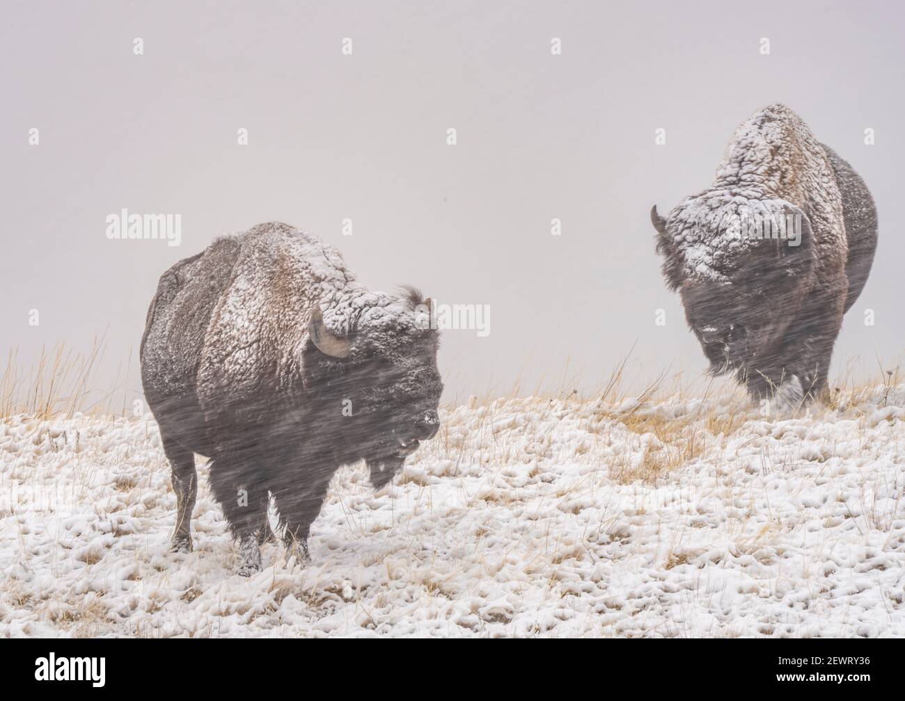 Deux bisons en hiver Banque de photographies et d’images à haute ...