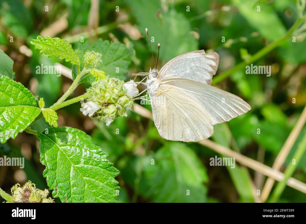 Aiguille papillon Banque de photographies et d’images à haute ...