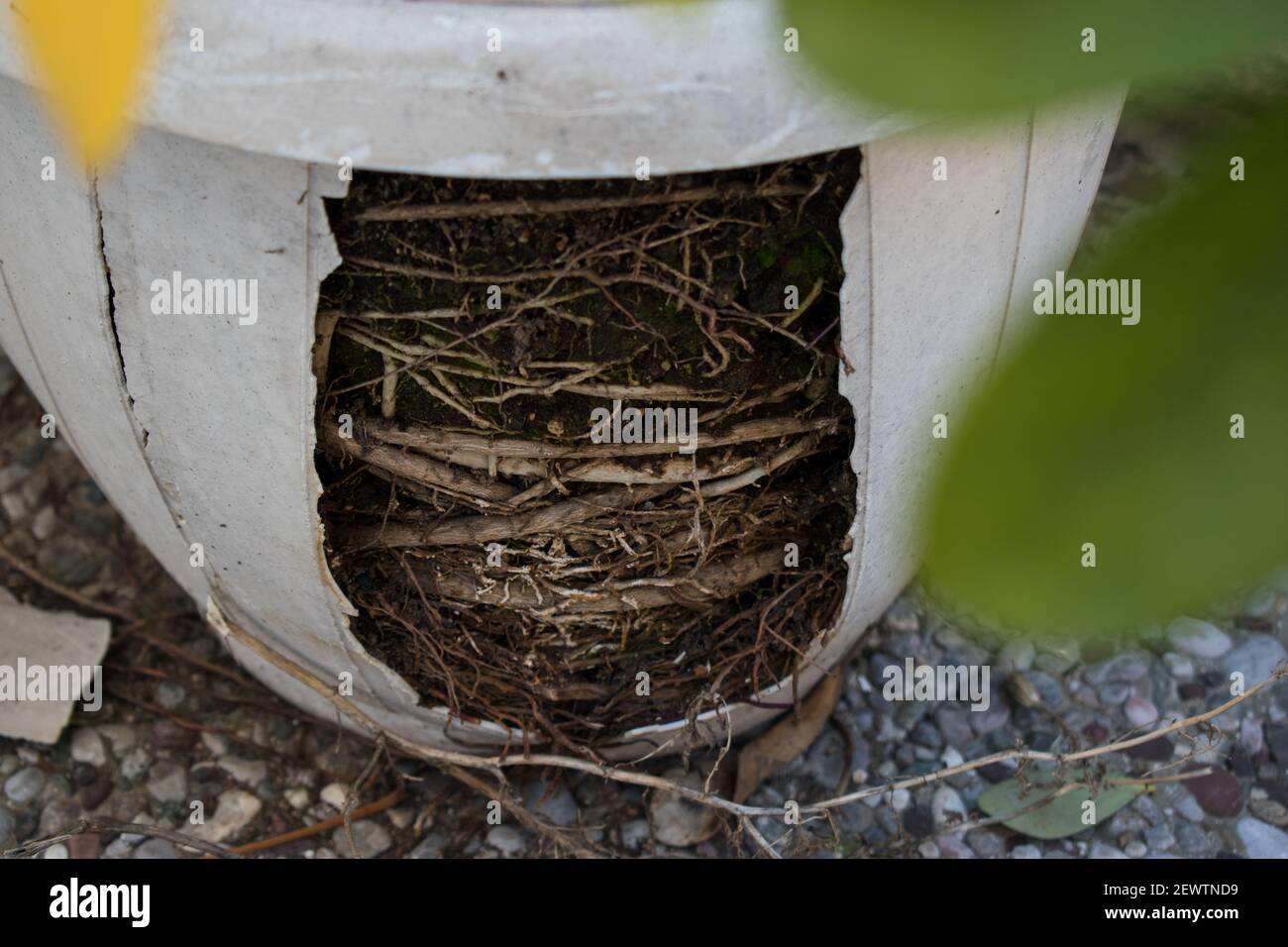 Le système racine d'une plante dans un blanc cassé pot de plante en ...