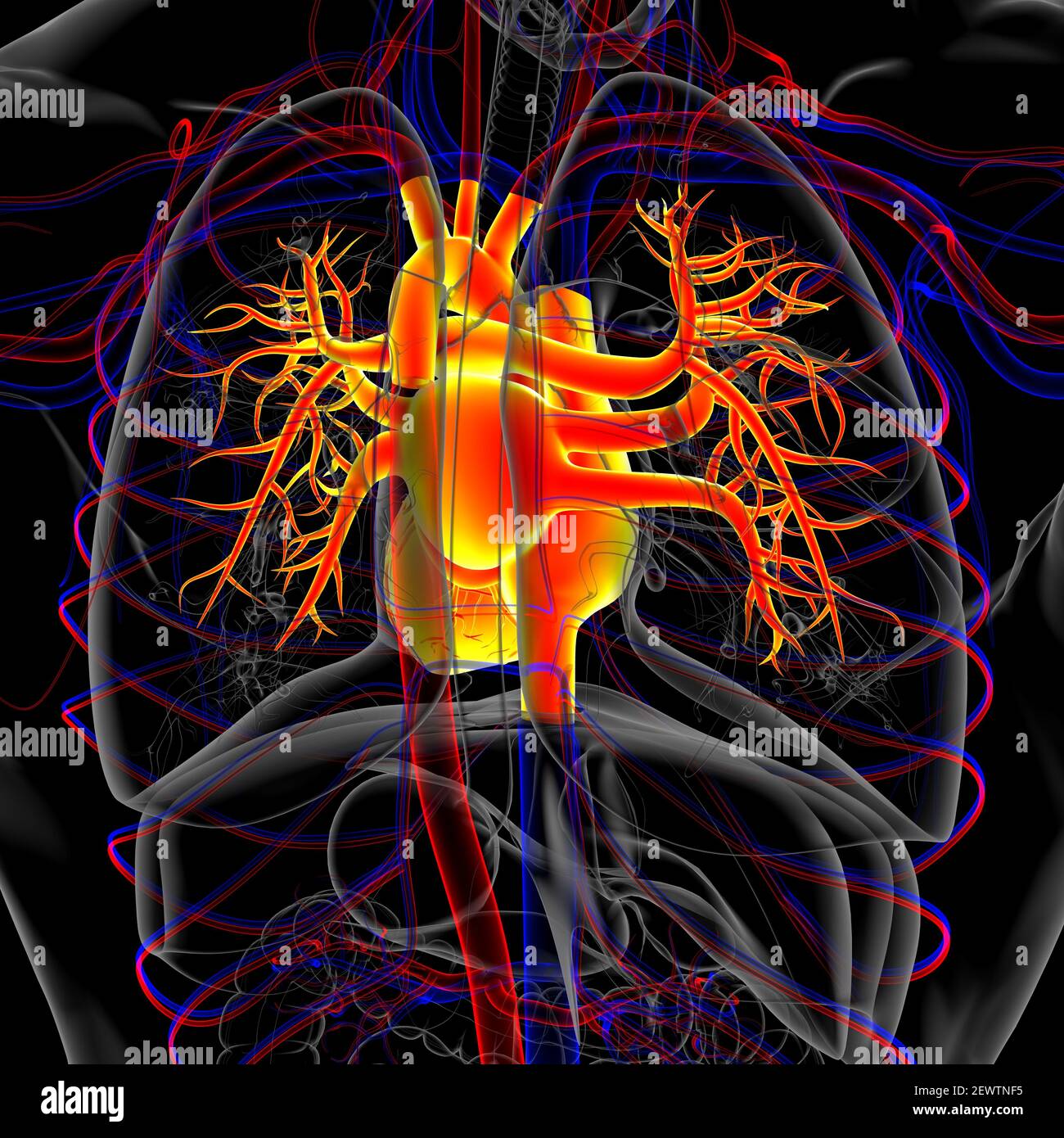 Anatomie du cœur humain pour l'illustration 3D du concept médical Photo ...