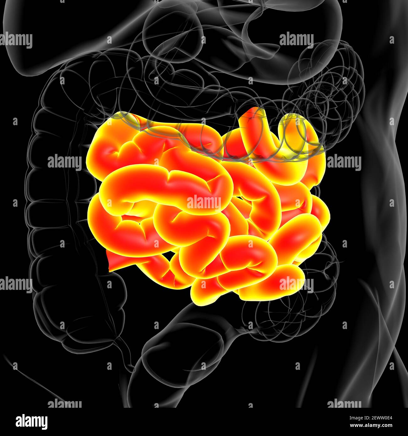 Intestin grêle 3D Illustration système digestif humain Anatomie pour ...