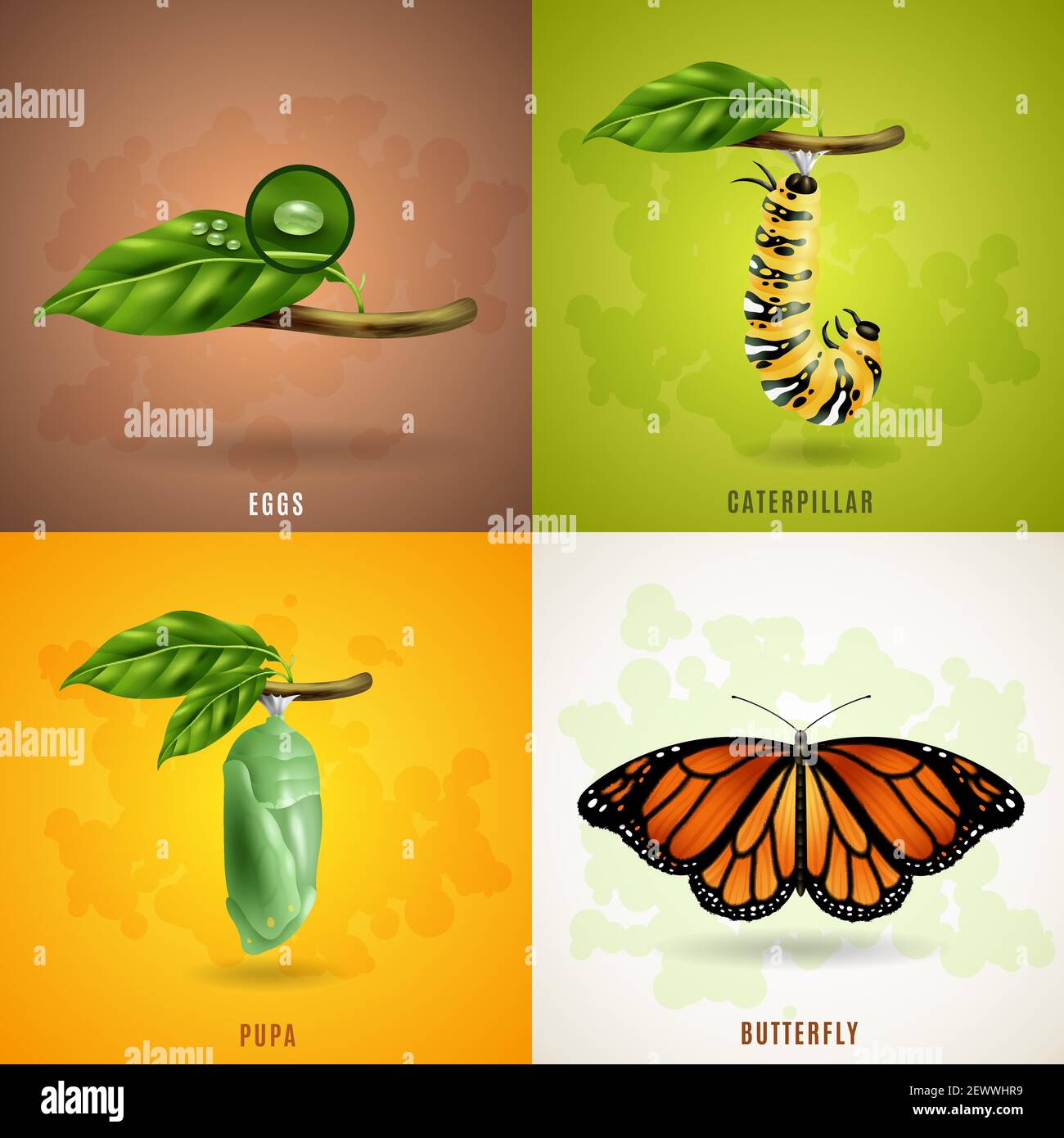 Oeufs de chenille Banque d'images vectorielles - Alamy