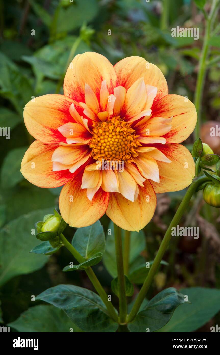 Cor blimey Banque de photographies et d’images à haute résolution - Alamy