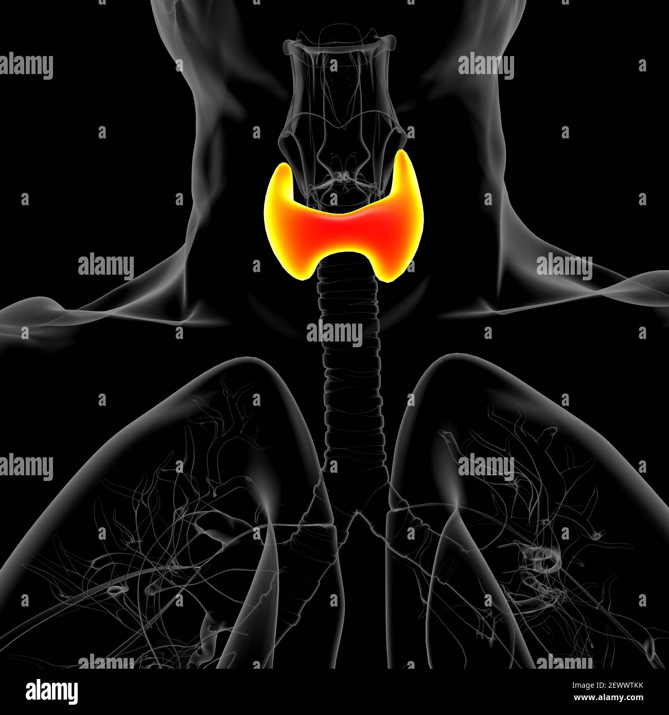 Anatomie de la glande thyroïde pour l'illustration 3D de concept ...