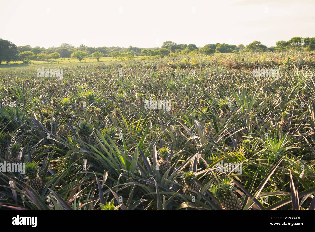 Ananas aux fruits tropicaux Banque de photographies et d’images à haute ...