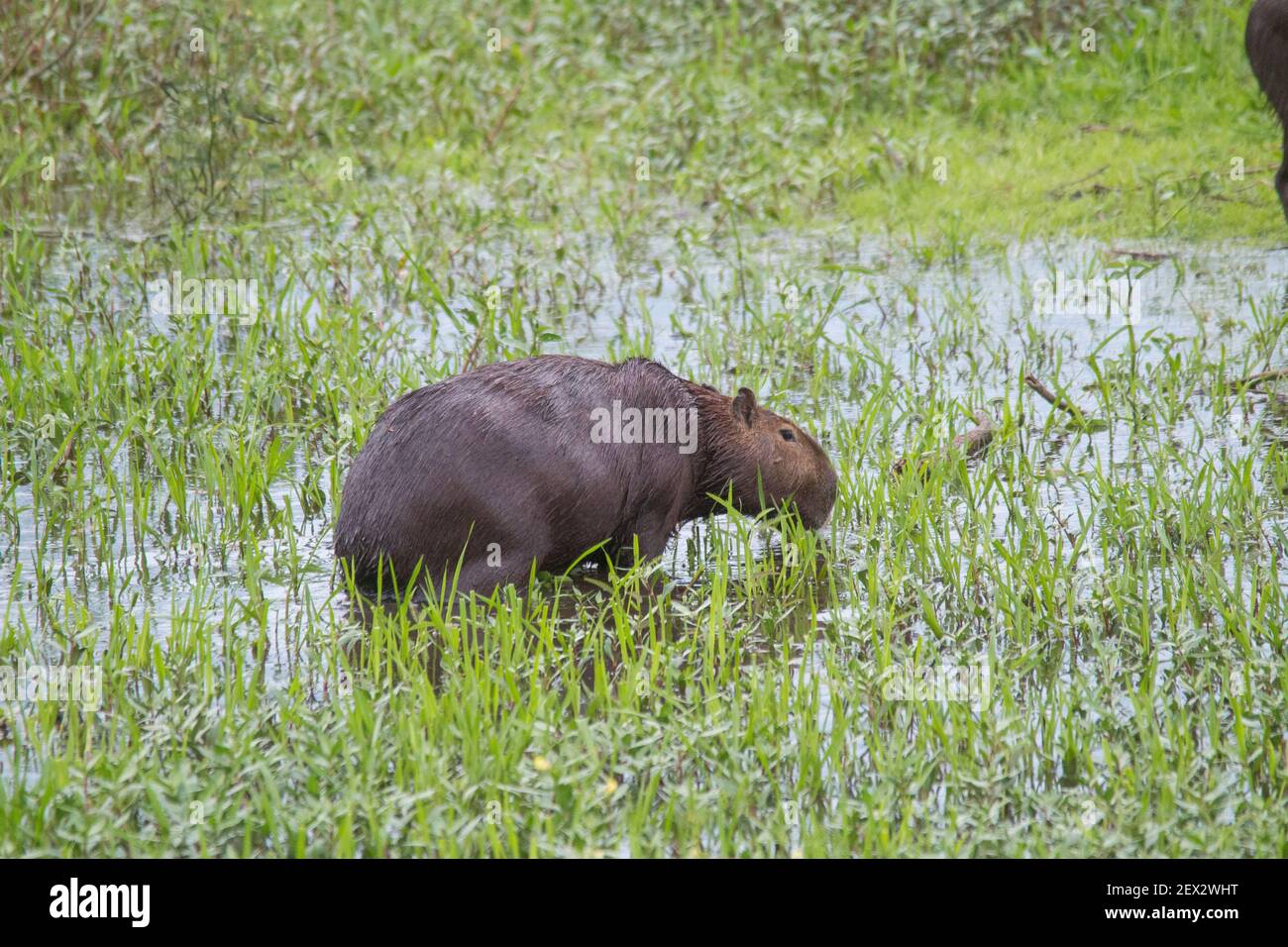 Un capybara marche à travers l'herbe et se mange dans le Pantanal au ...