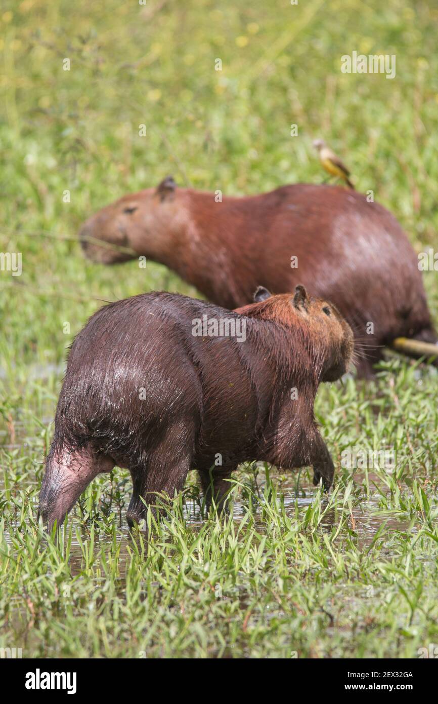 Un capybara marche à travers l'herbe et se mange dans le Pantanal au ...