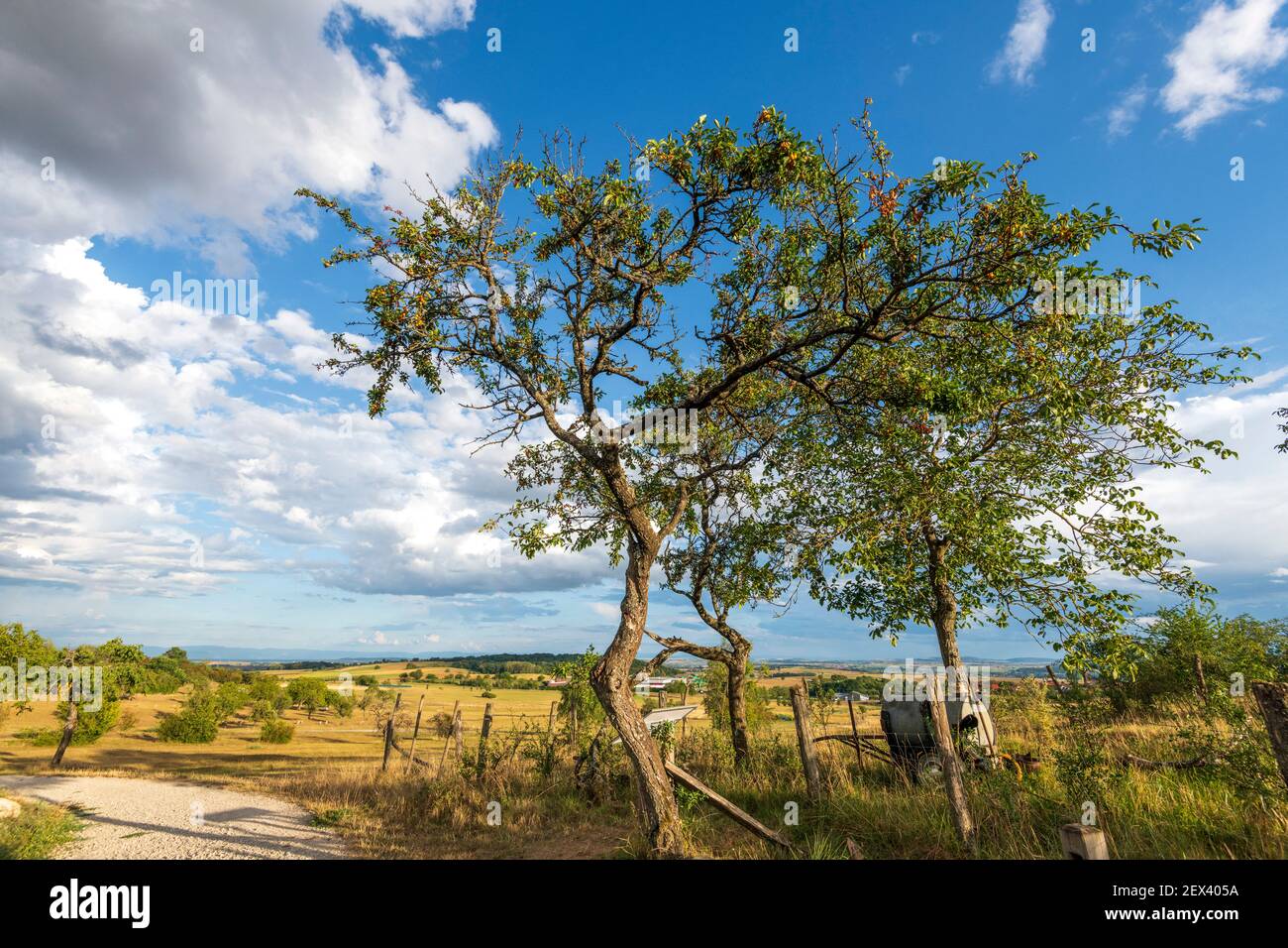 Arbre mirabelles Banque de photographies et d’images à haute résolution ...