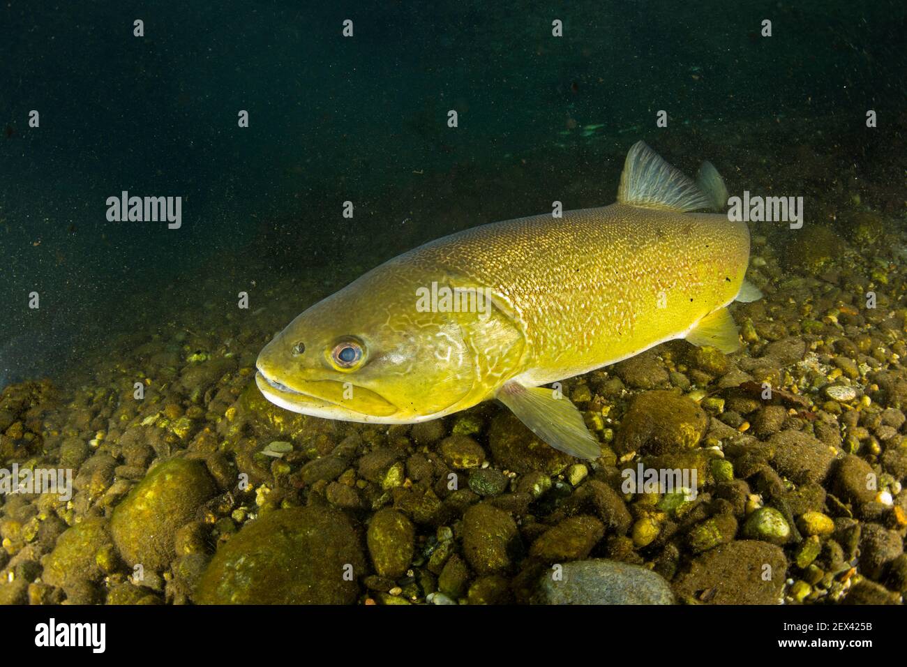 La truite brune (Salmo trutta) est une espèce européenne de ...