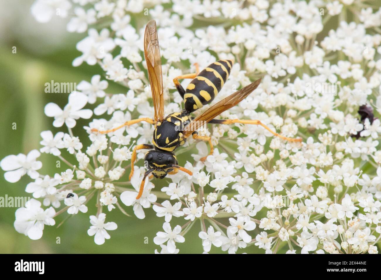 Daucus sp Banque de photographies et d’images à haute résolution - Alamy