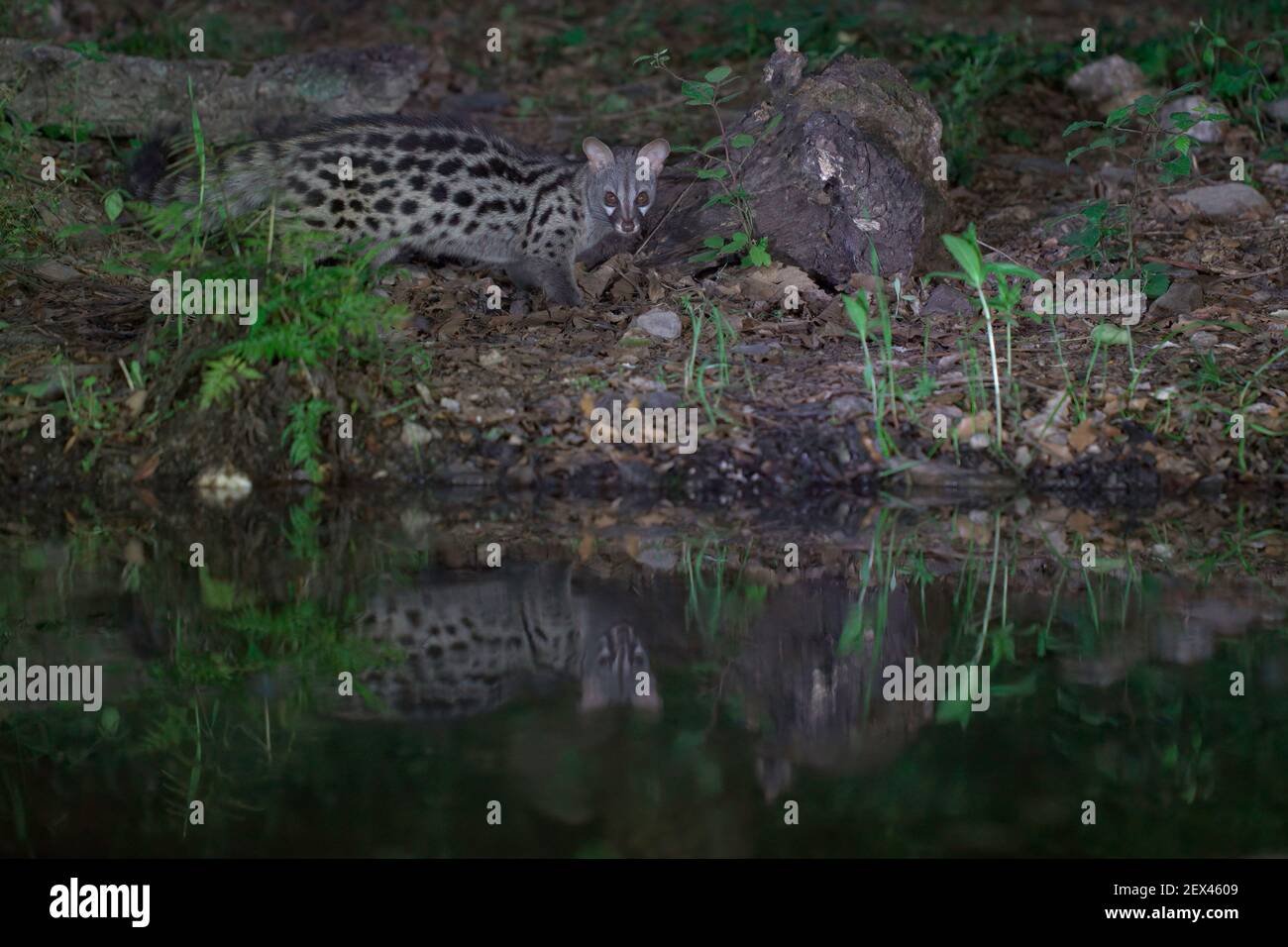 Genetta genetta Banque de photographies et d’images à haute résolution ...