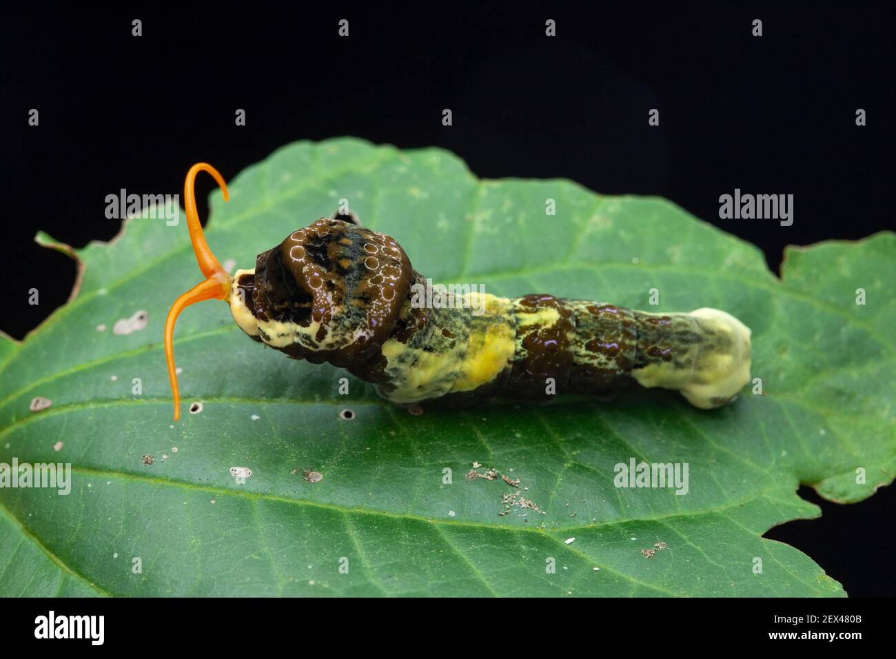 Thoas machaon heraclides thoas Banque de photographies et d’images à ...