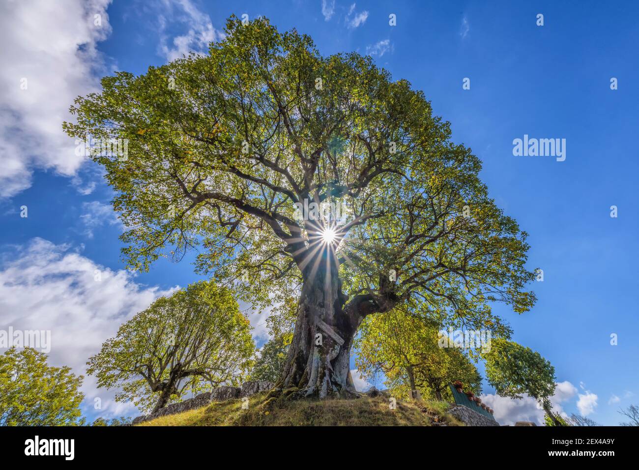 Arbre Remarquable De France Banque De Photographies Et Dimages à Haute