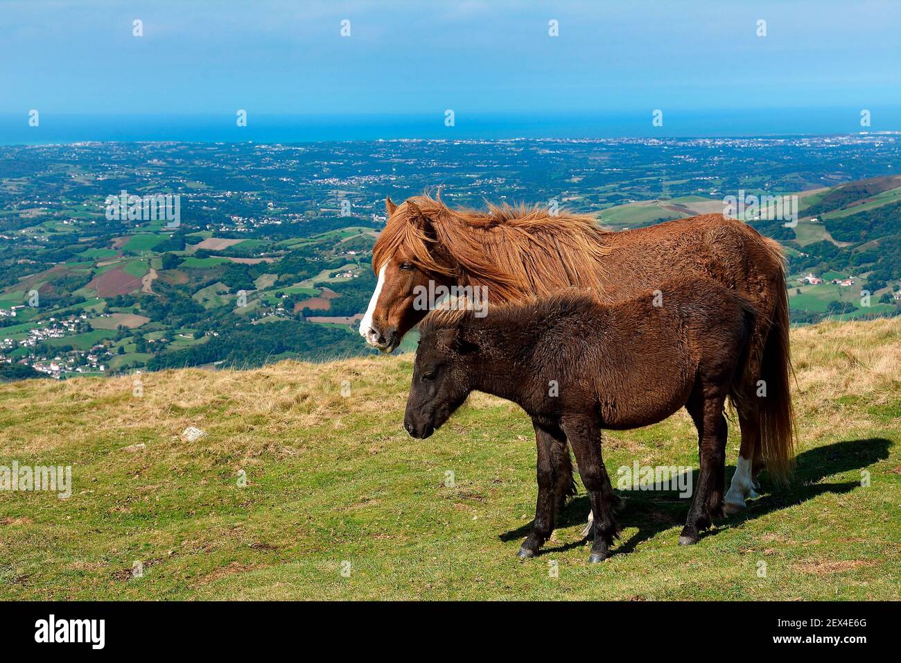Pottok horse Banque de photographies et d’images à haute résolution - Alamy