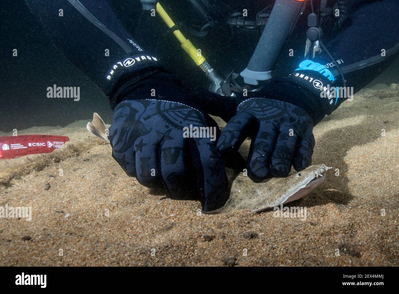 Requin ange (Squatina squatina). L'UICN a évalué l'angelfish comme une ...