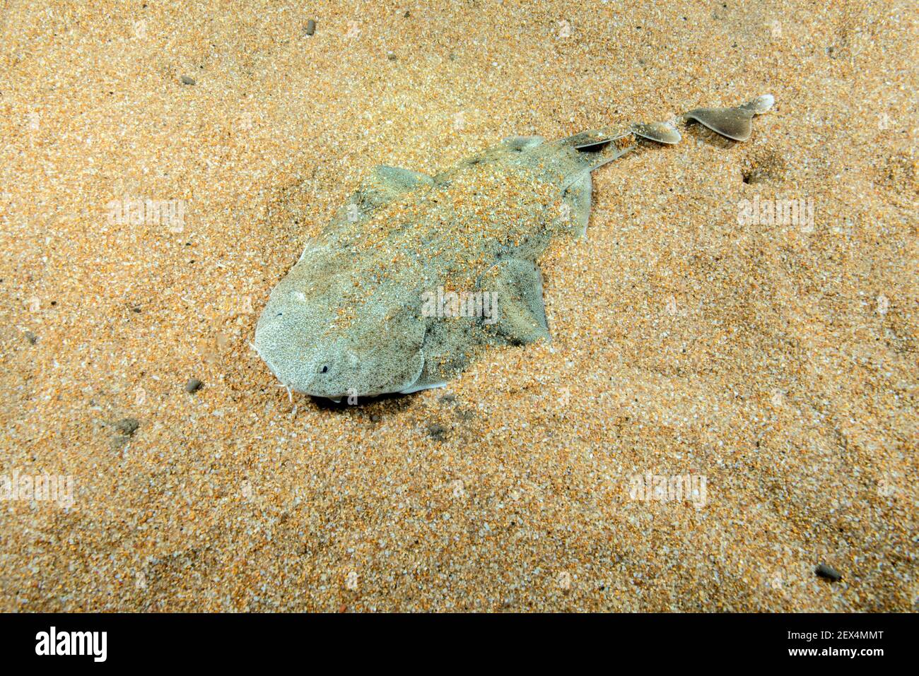Squatina Vulgaris Banque d'image et photos - Alamy