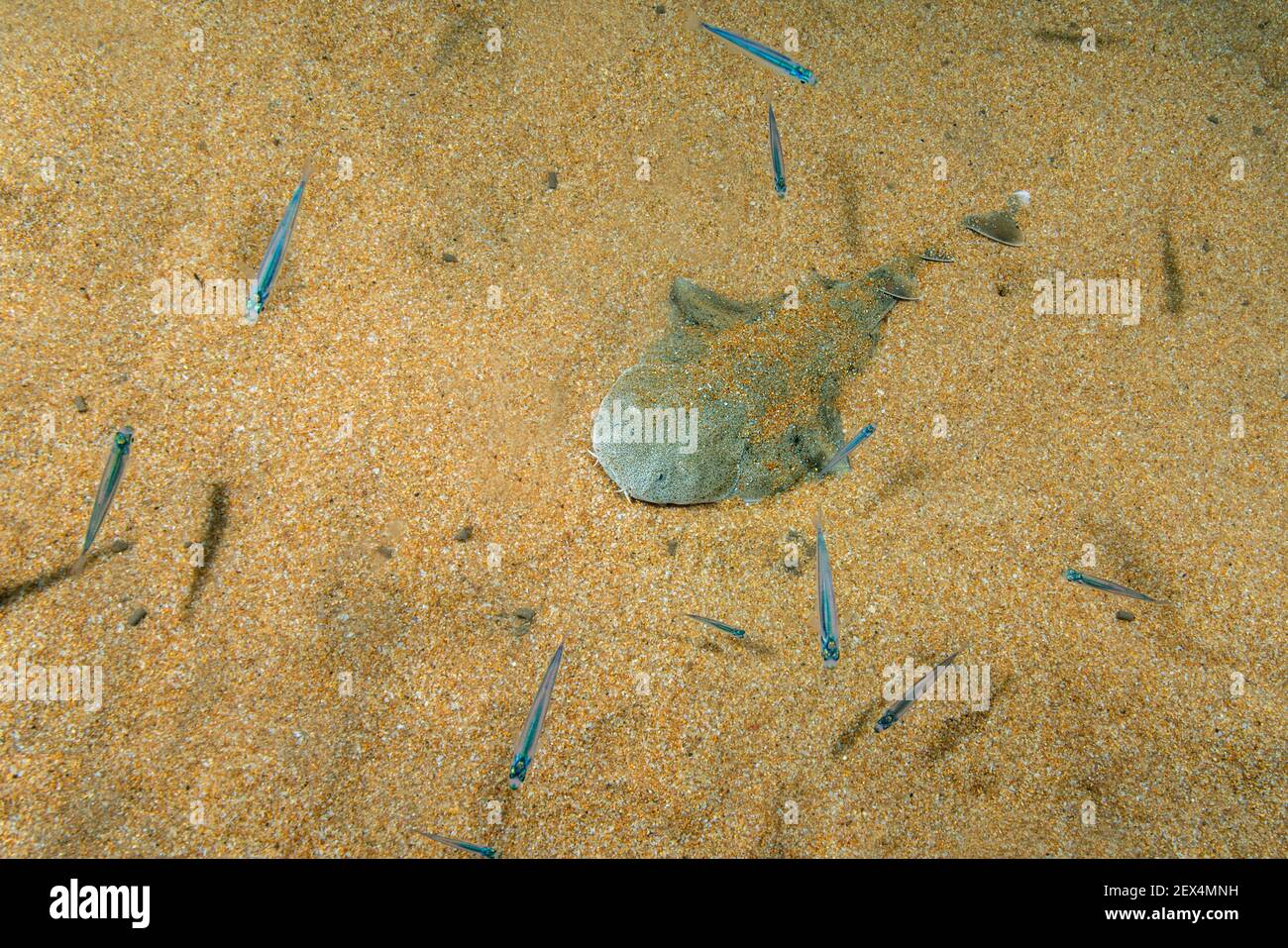 Requin ange squatina squatina Banque de photographies et d’images à ...